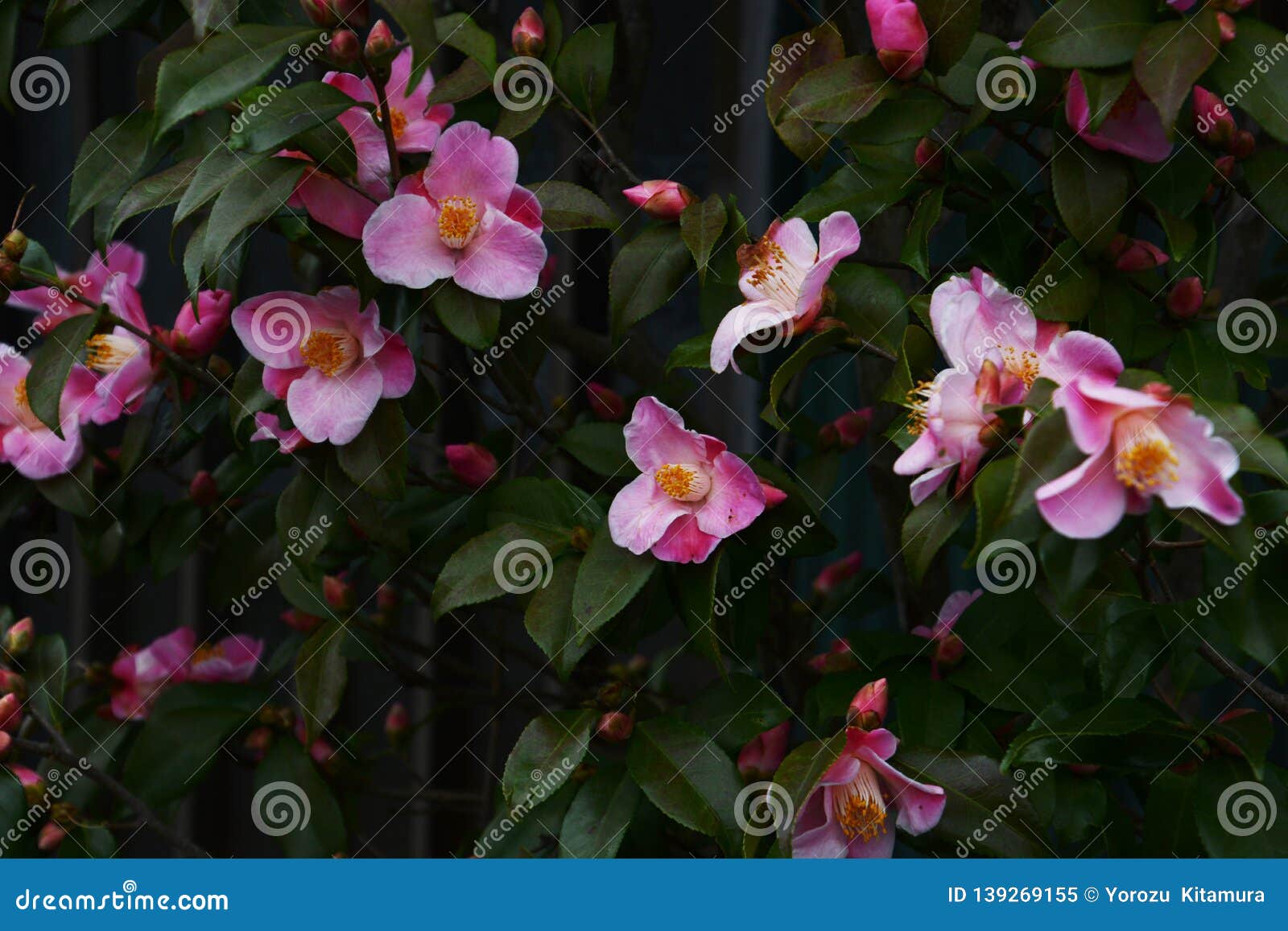 Sasanqua stock image. Image of leaf, pink, scenery, color - 139269155