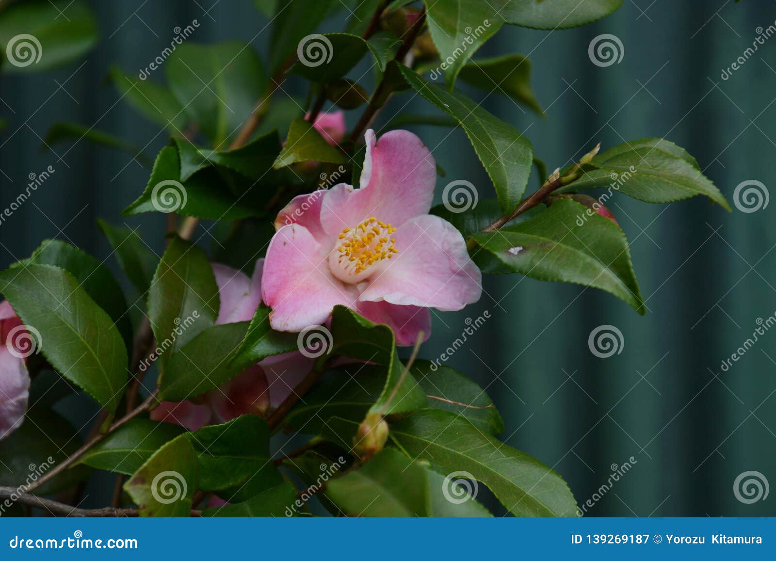 Sasanqua stock image. Image of foliage, petal, scenery - 139269187