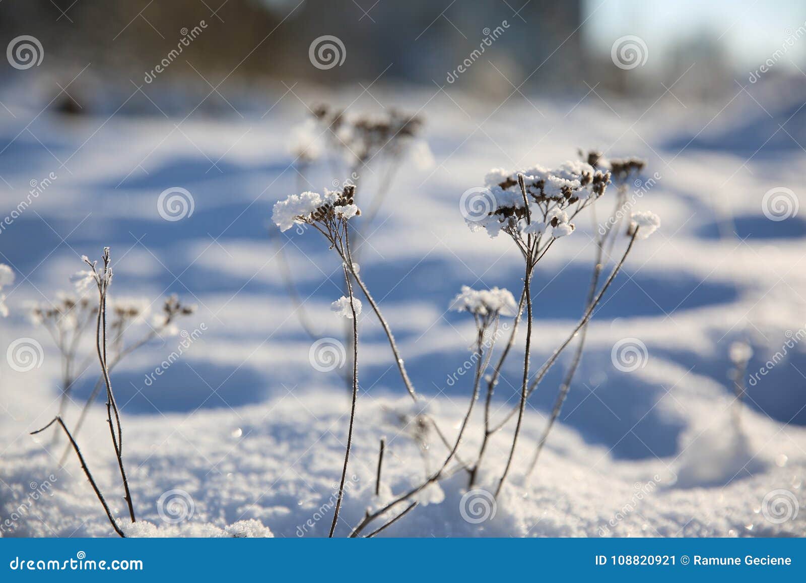 Winter Snow - Flowers in the Snow Stock Image - Image of winter, nature ...
