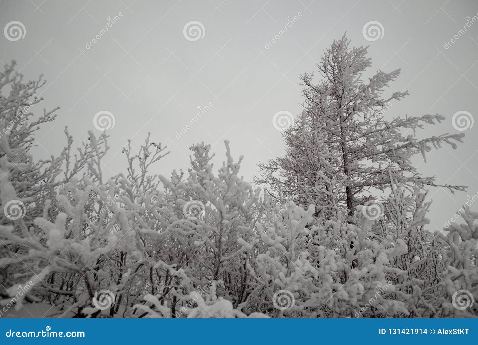 Winter Fluffy Snow-covered Trees, Norilsk Stock Photo - Image of freeze ...