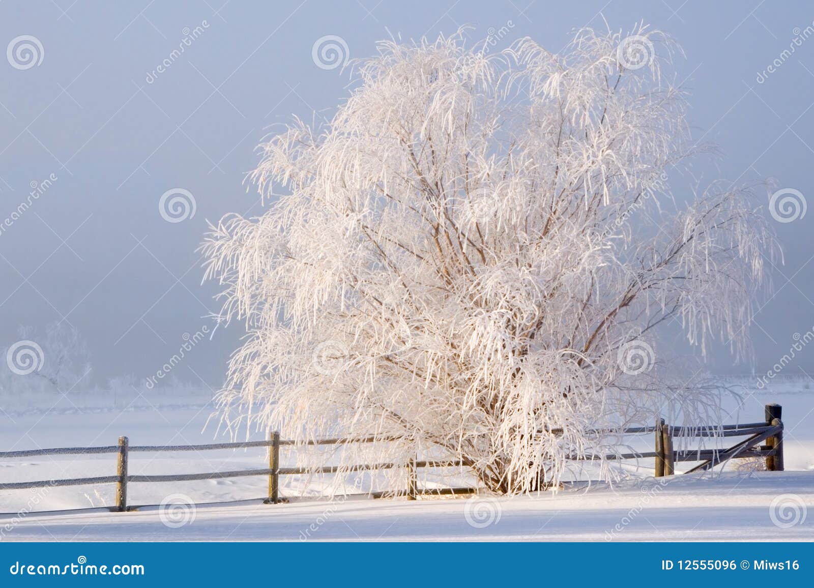 Winter Fog stock photo. Image of white, snow, tree, scenics - 12555096