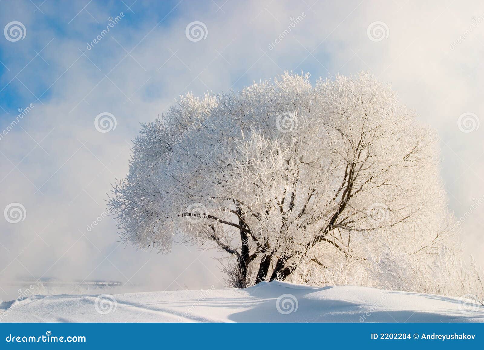 Winter fog stock photo. Image of frost, silence, calendar - 2202204