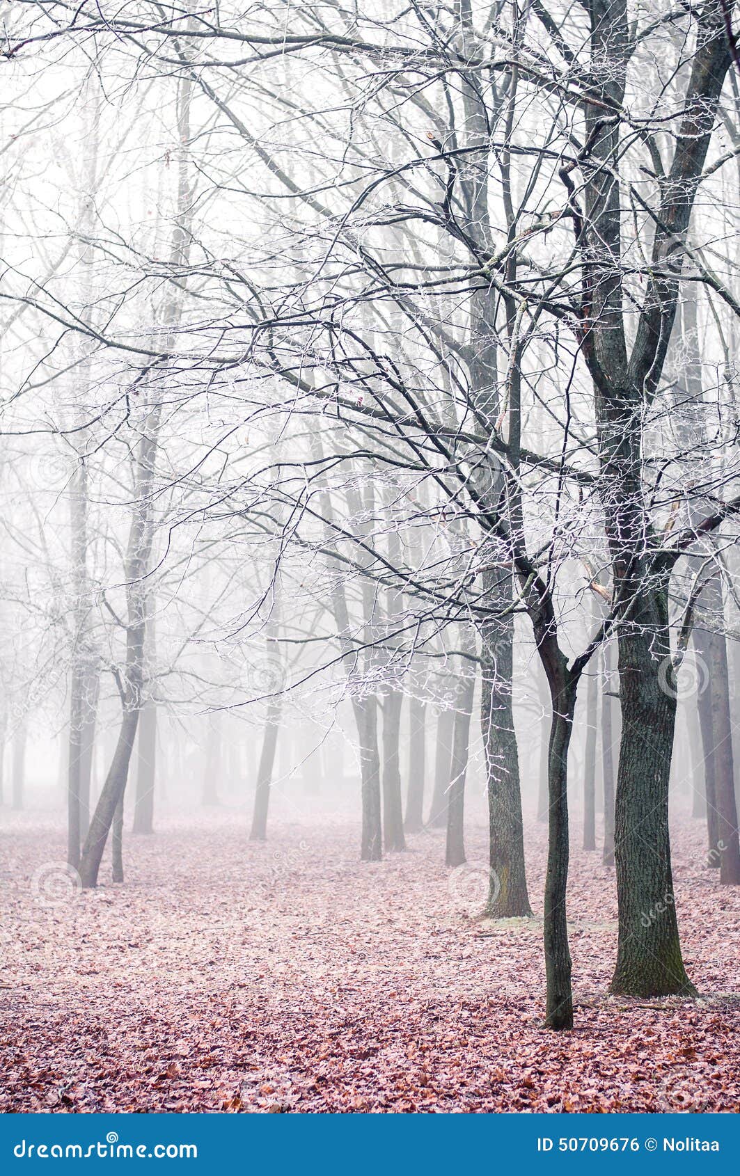Winter fog stock photo. Image of winter, frosted, snow - 50709676