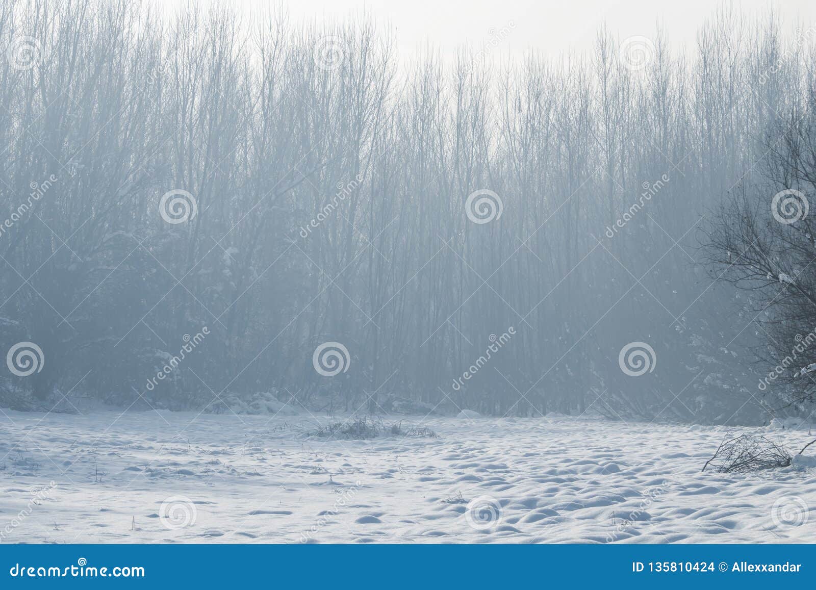 Winter Foggy Forest Scene, Cold Foggy Forest with Snow Stock Photo ...