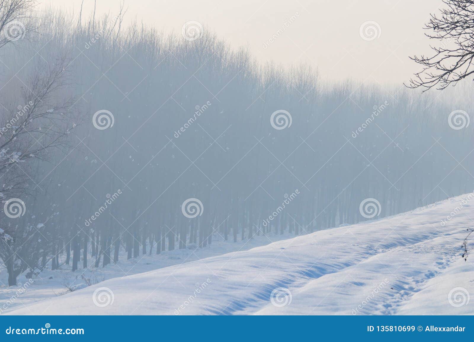 Winter Foggy Forest Scene, Cold Foggy Forest with Snow Stock Image ...