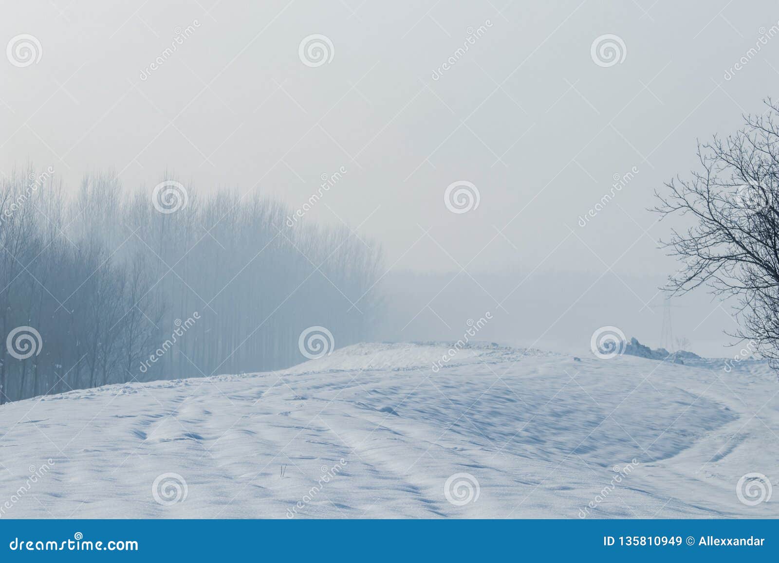 Winter Foggy Forest Scene, Cold Foggy Forest with Snow Stock Image ...