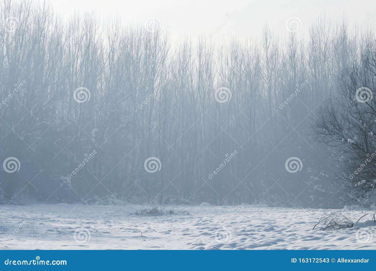 Winter Foggy Forest Scene, Cold Foggy Forest with Snow Stock Image ...