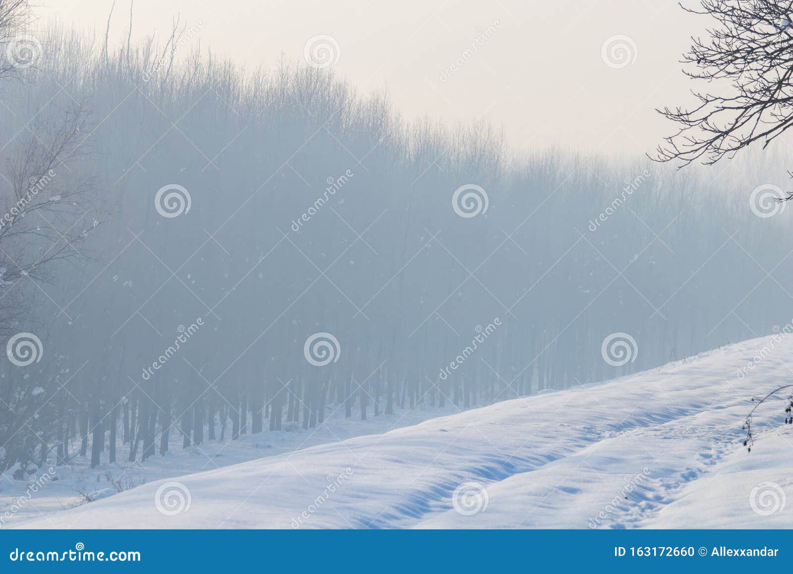 Winter Foggy Forest Scene, Cold Foggy Forest with Snow Stock Photo ...