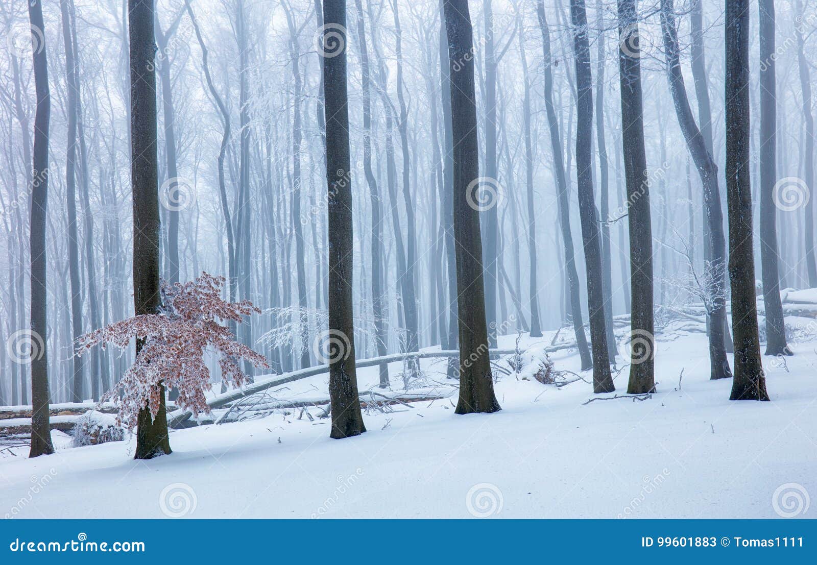 Winter in Foggy Frot Forest with Tree Stock Image - Image of karpaty ...