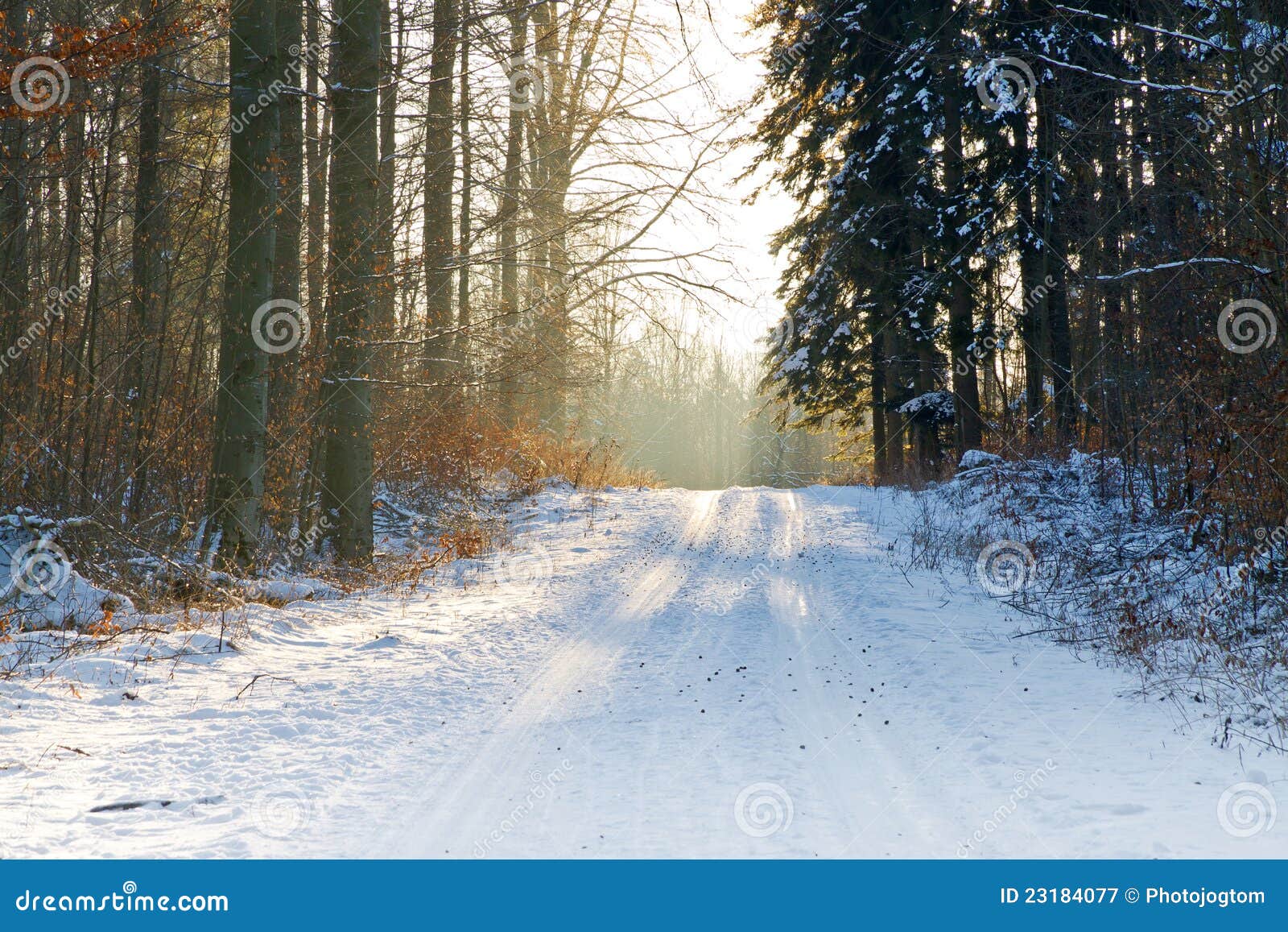 Winter forest stock image. Image of forest, beauty, scenery - 23184077