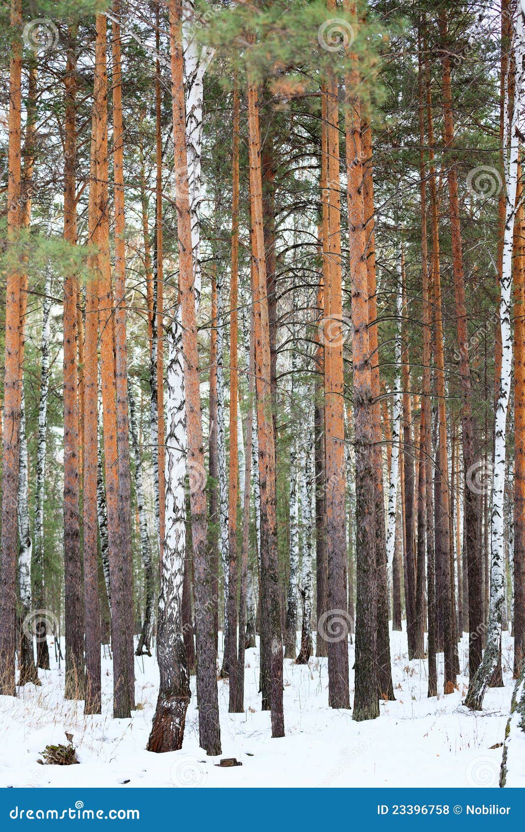 Winter forest stock photo. Image of green, woods, tree - 23396758