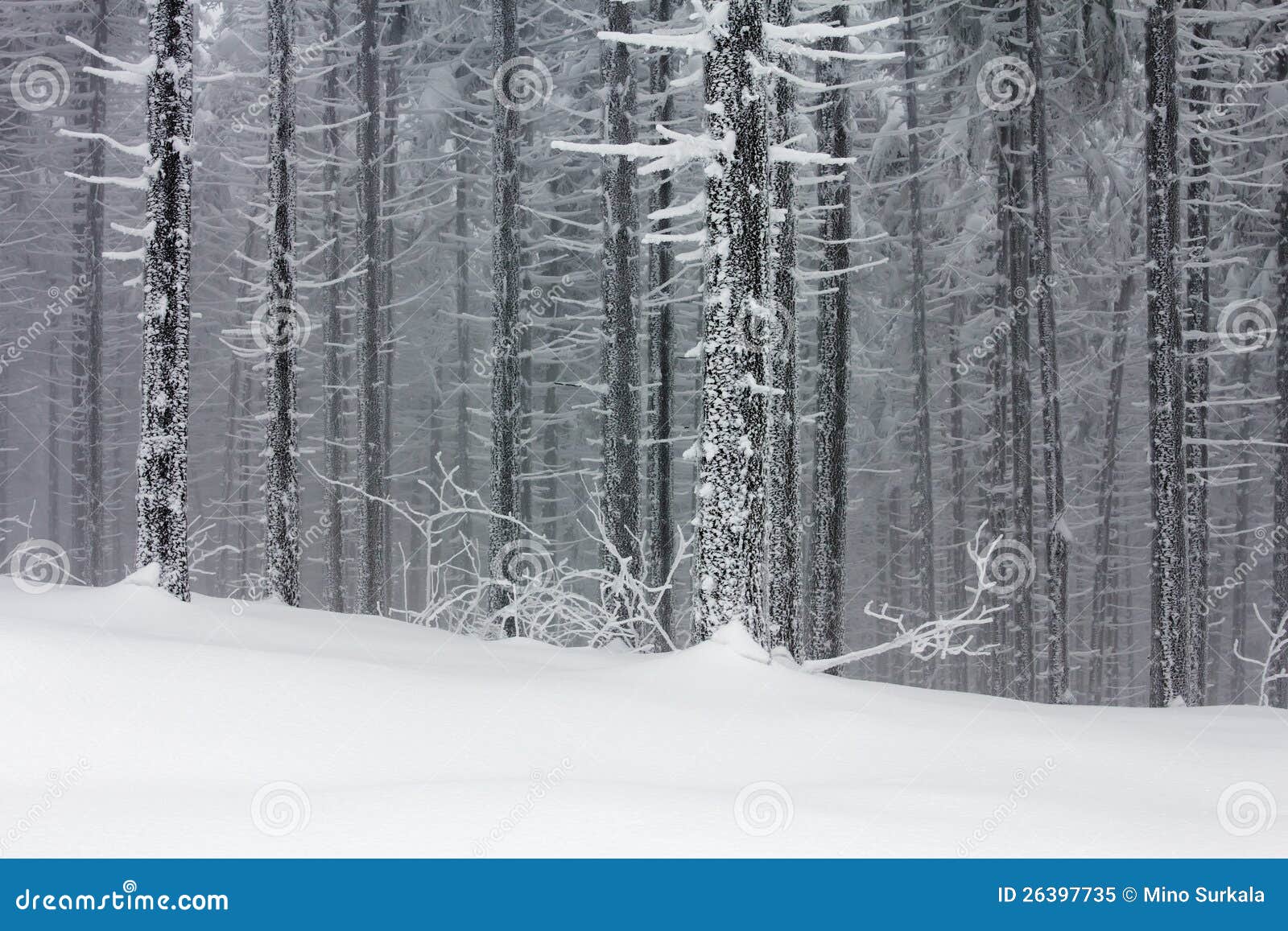 Winter forest stock image. Image of wooden, january, forest - 26397735