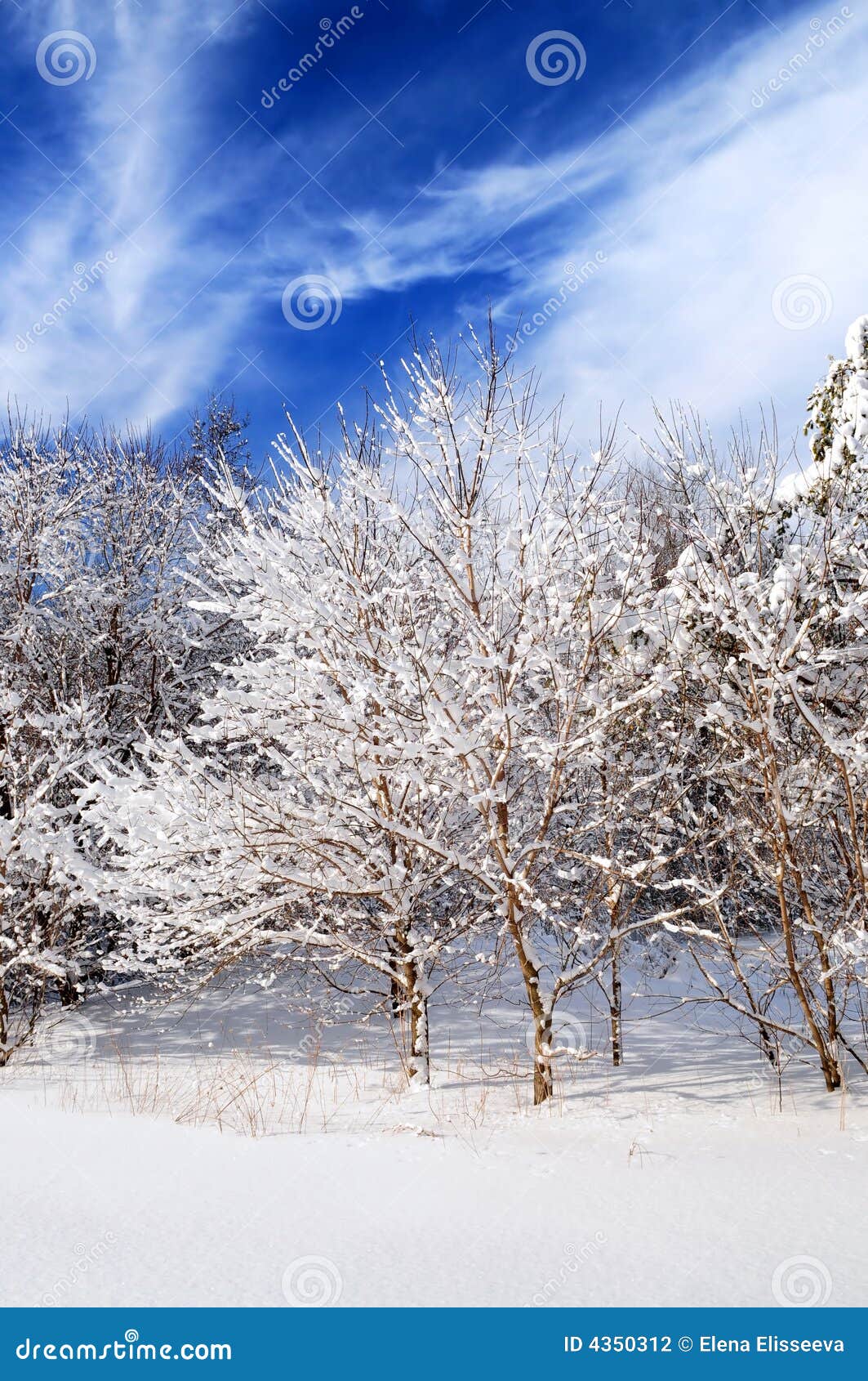 Winter forest stock photo. Image of scenery, heavy, seasonal - 4350312