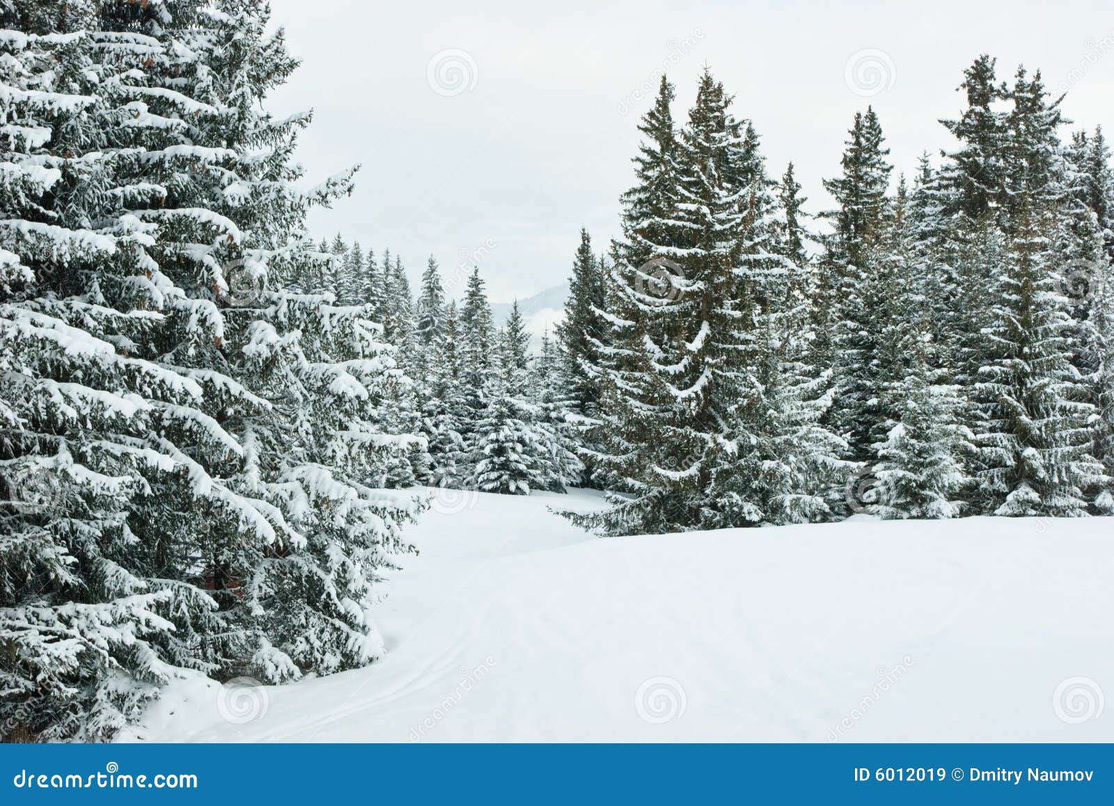 Winter Forest stock image. Image of pine, cloud, frost - 6012019