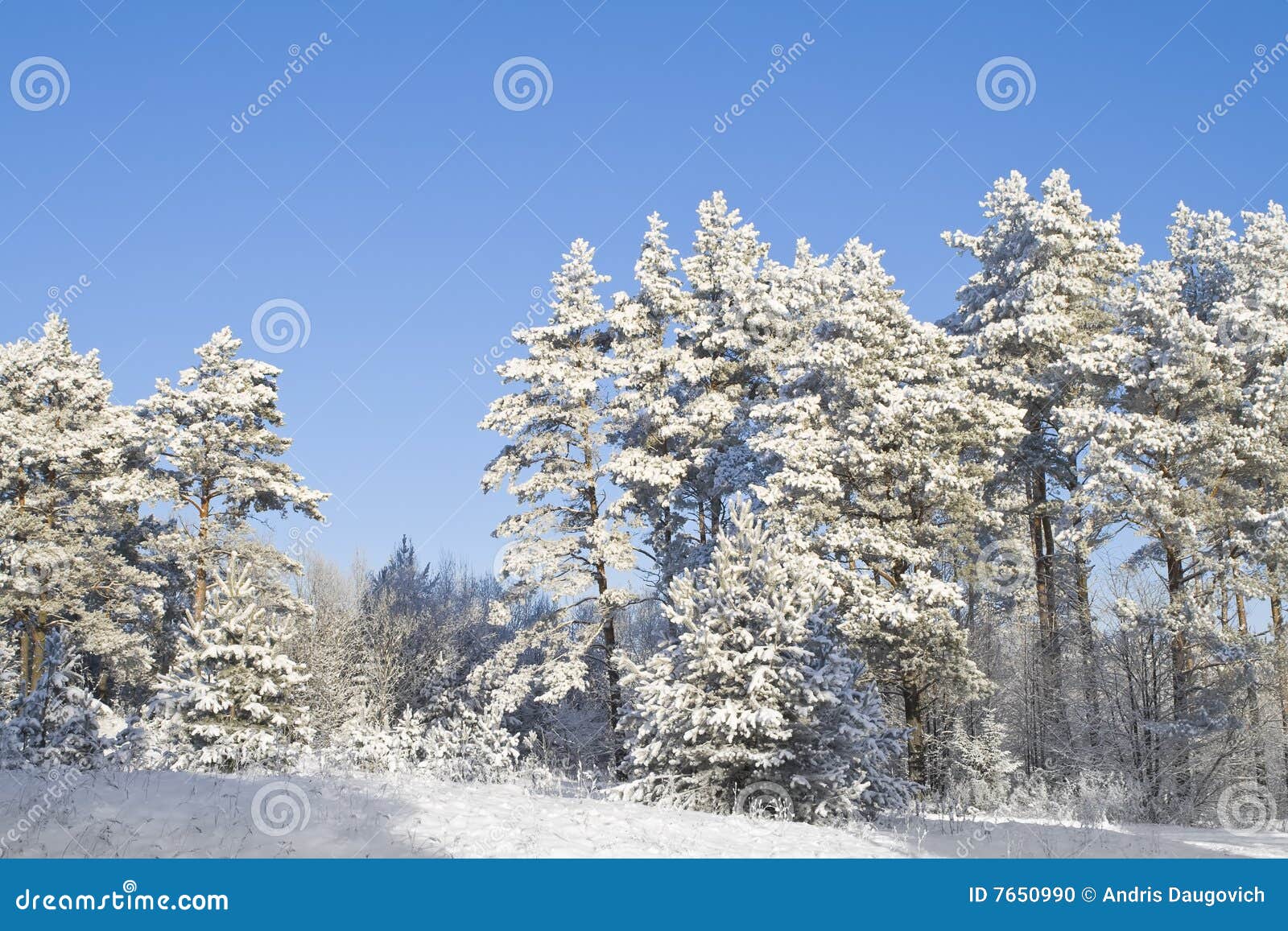 Winter forest stock photo. Image of december, nature, outdoors - 7650990