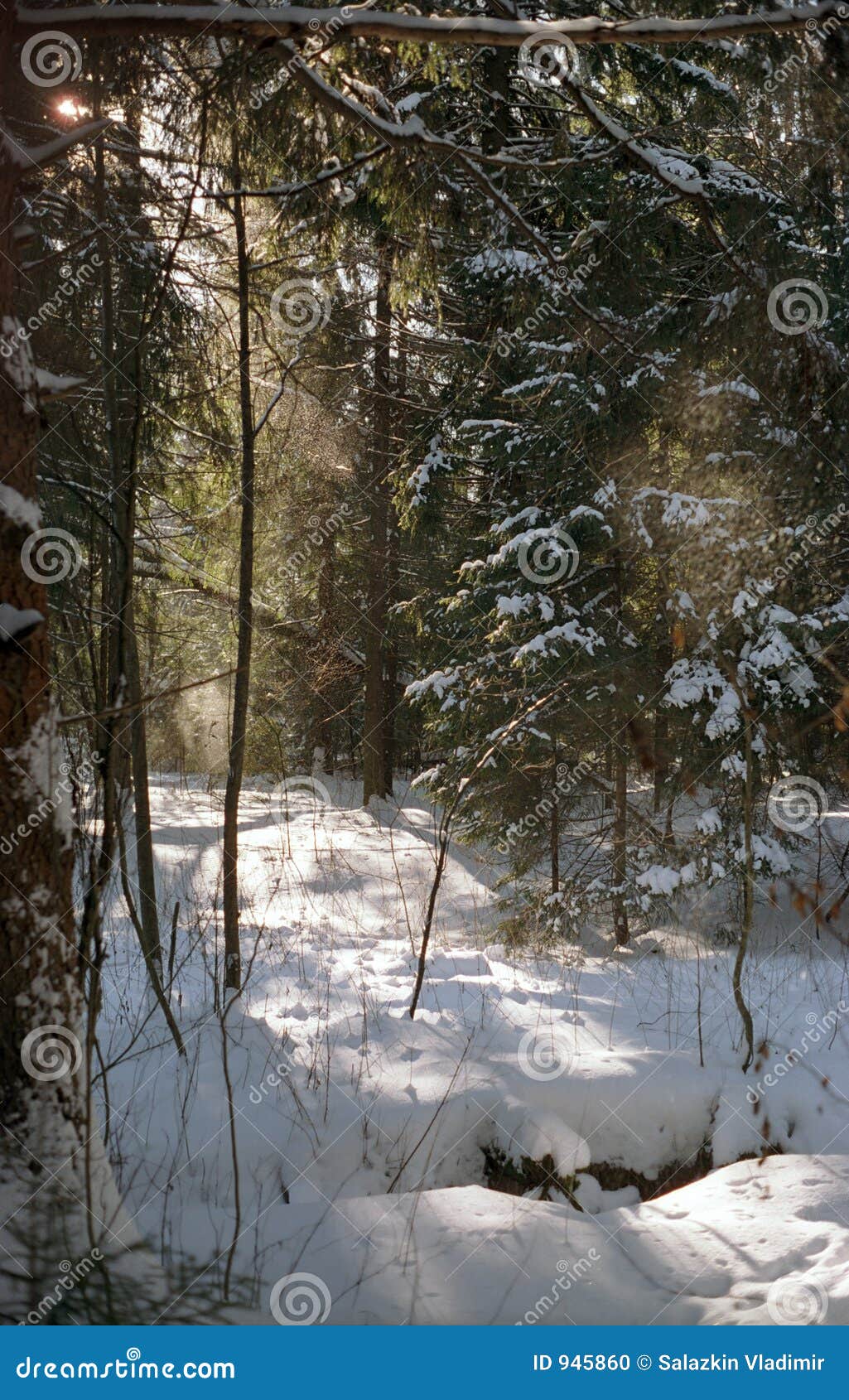 Winter forest stock photo. Image of frost, snow, pine, tree - 945860