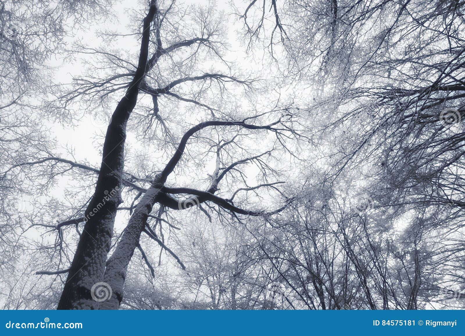 Winter forest abstract stock image. Image of background - 84575181