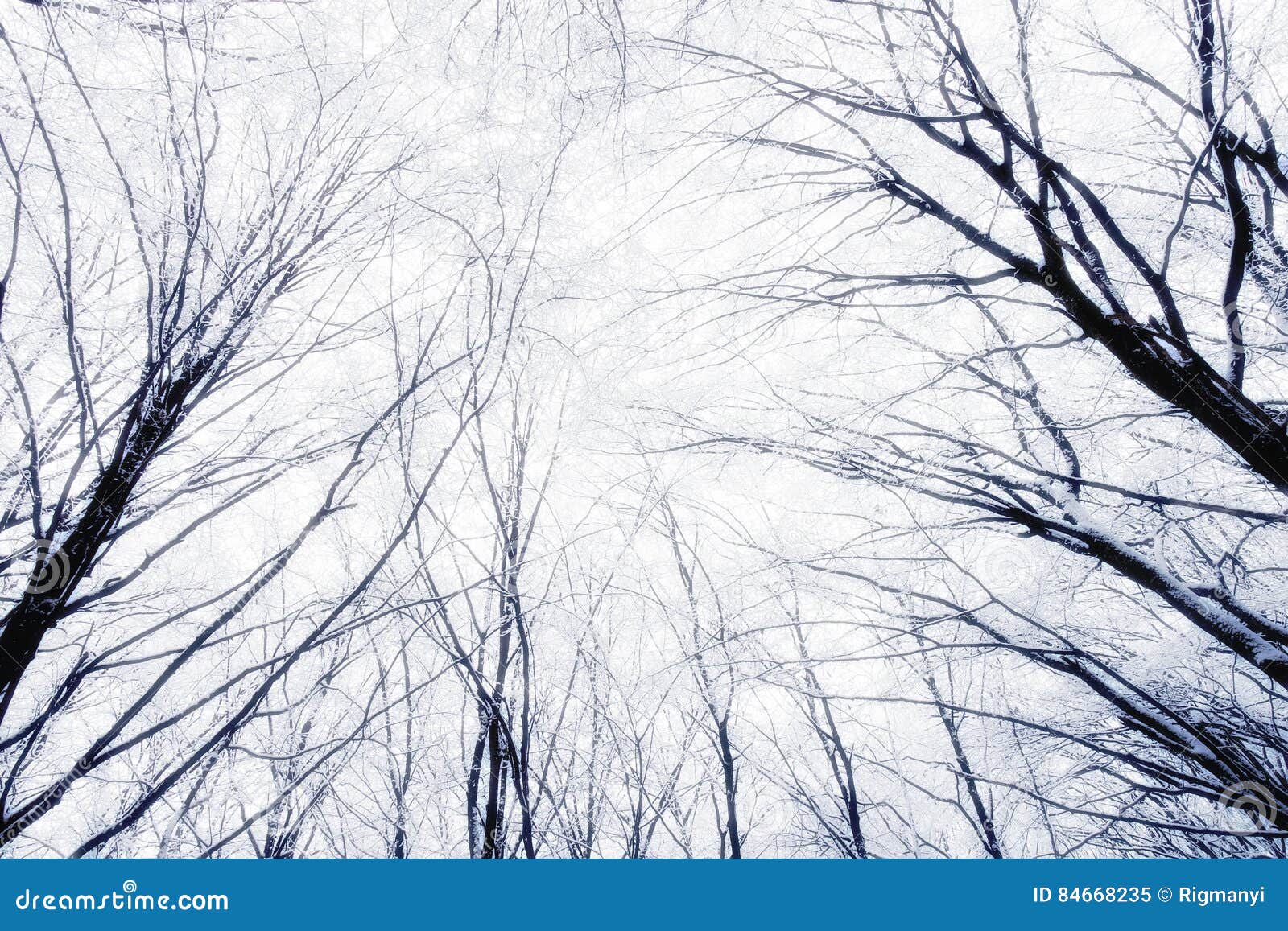 Winter forest abstract stock image. Image of frosty, detail - 84668235