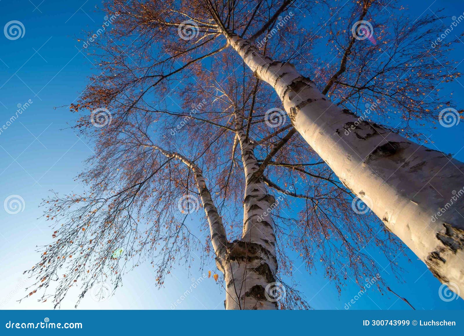 A Winter Forest with Bare Trees and Clear Blue Sky Stock Image - Image ...