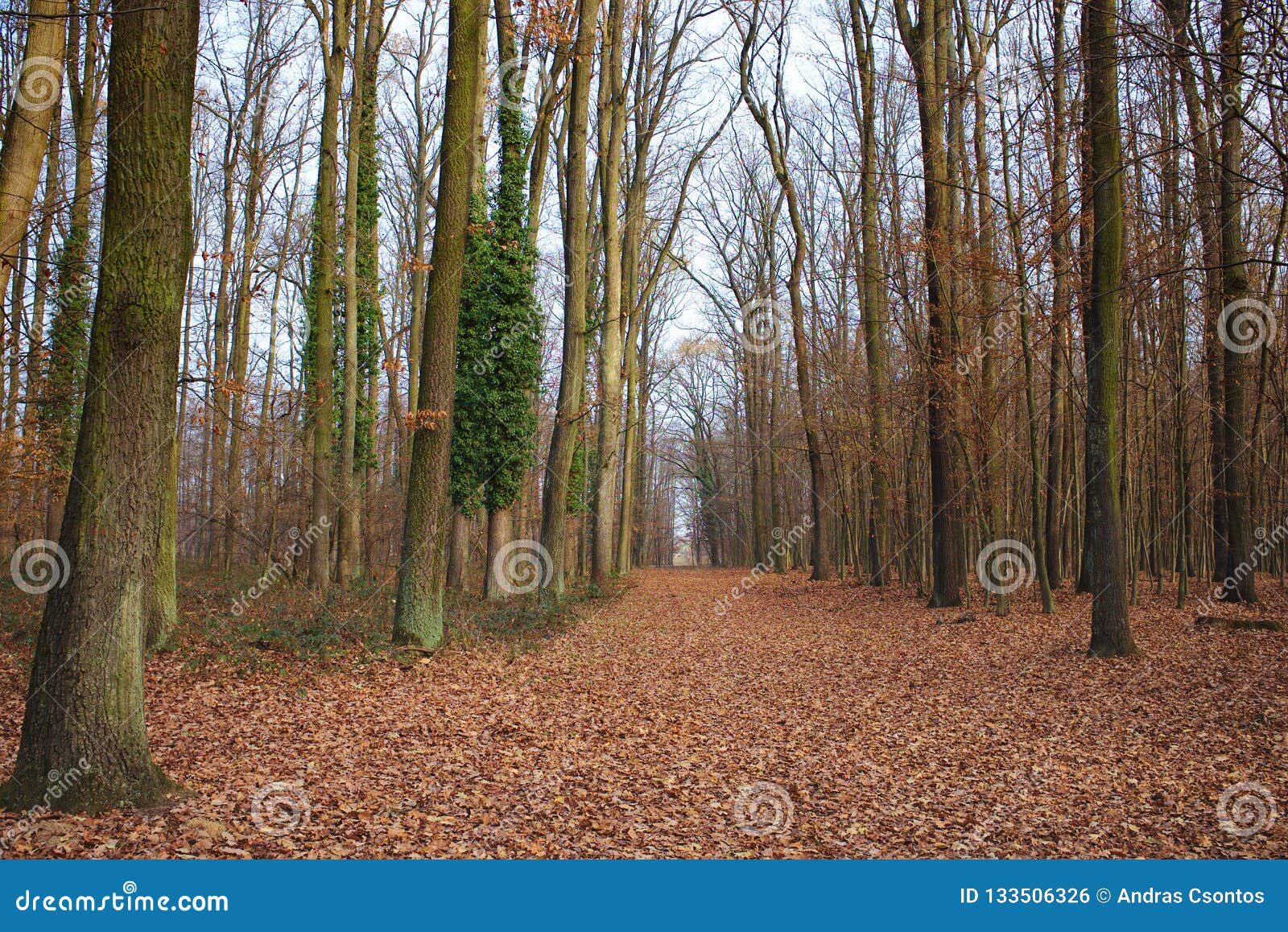 Winter Forest with Bare Trees and without Snow Stock Photo - Image of ...