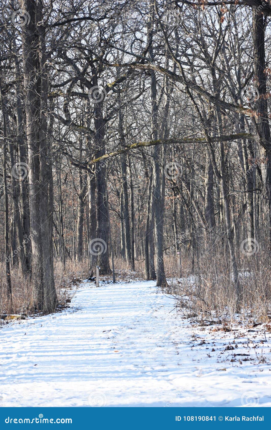 Winter Forest with Barren Trees and Snowy Walking Path Stock Image ...
