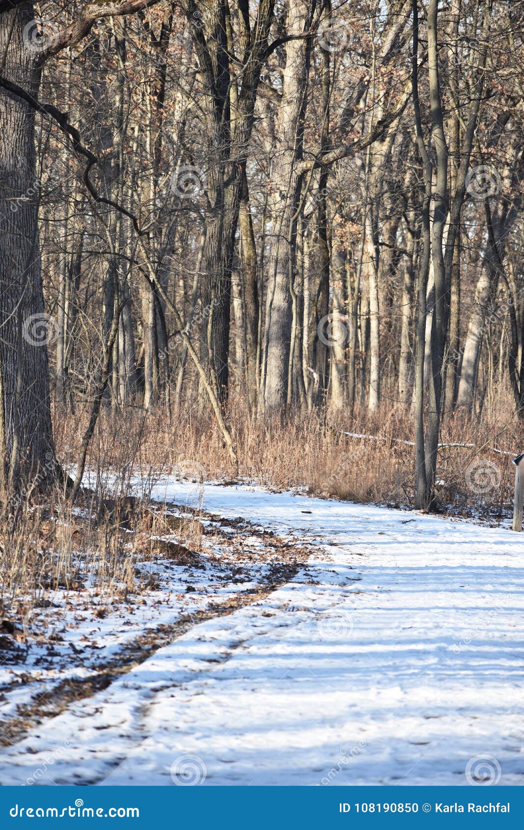 Winter Forest with Barren Trees and Snowy Walking Path Stock Photo ...