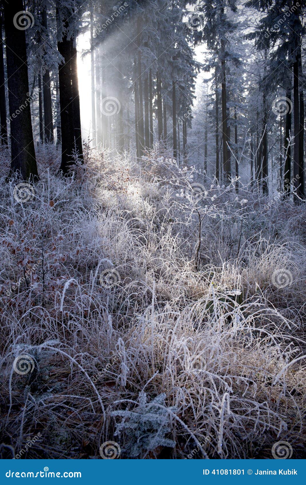 Winter Forest with Beautiful Light Stock Image - Image of natural, path ...
