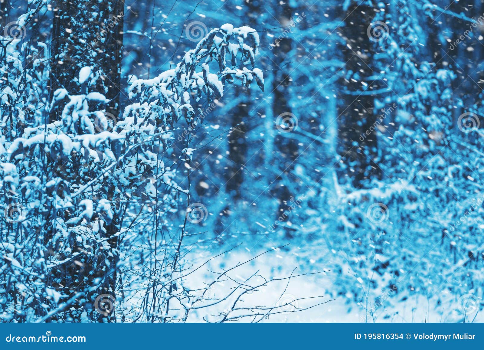 Winter Forest during a Blizzard in Cold Blue Tones Stock Photo - Image ...