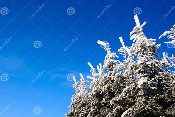 Winter forest blue sky stock image. Image of light, branches - 13148805