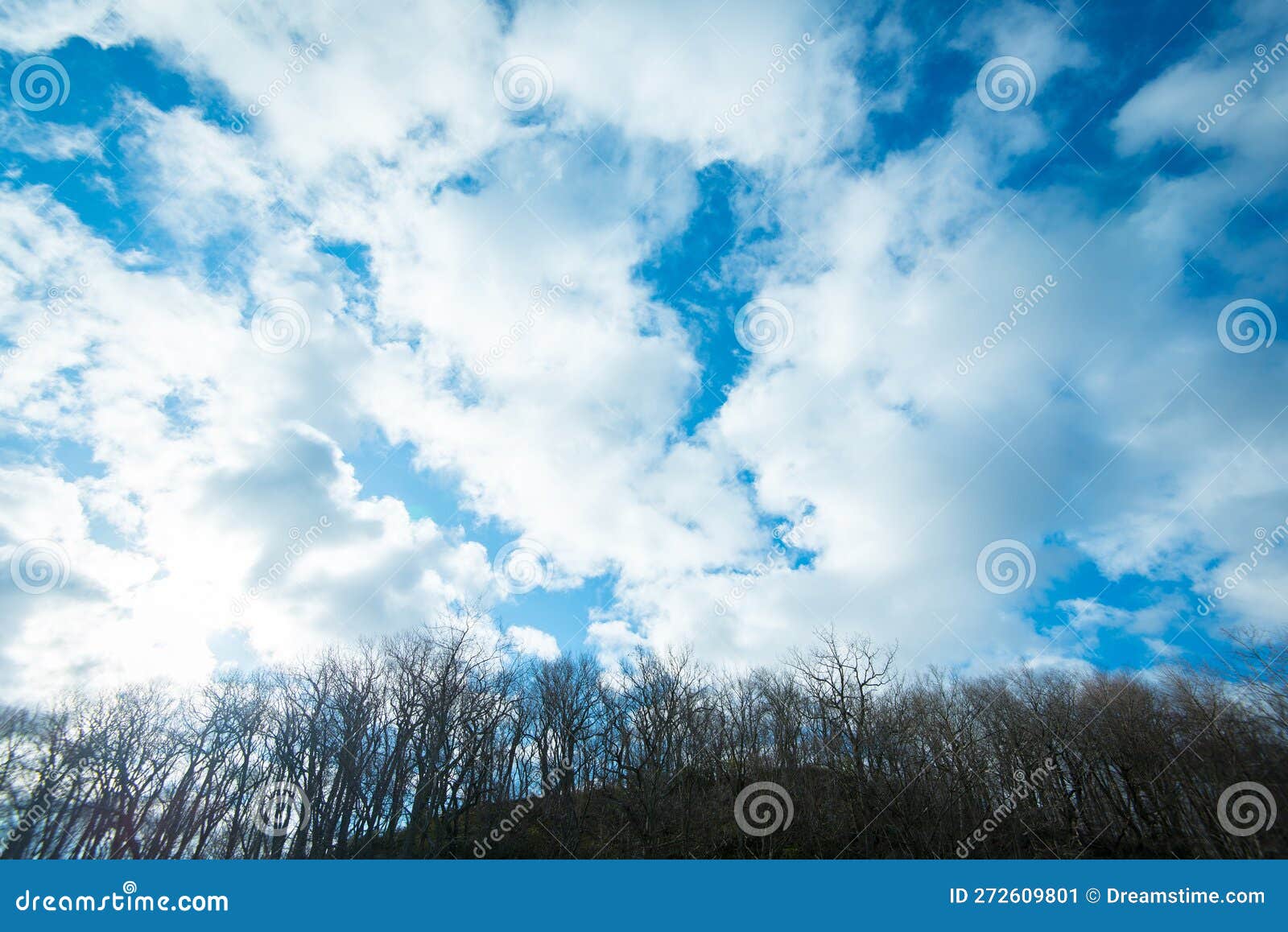 Winter Forest and Blue Sky and Clouds Stock Image - Image of forest ...