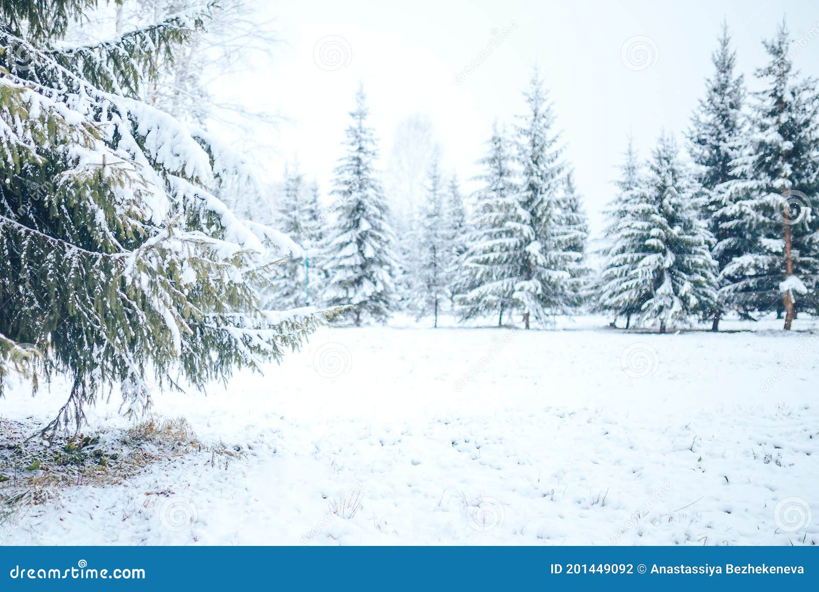 Winter Forest with Christmas Trees in the Snow. Christmas and New Year ...