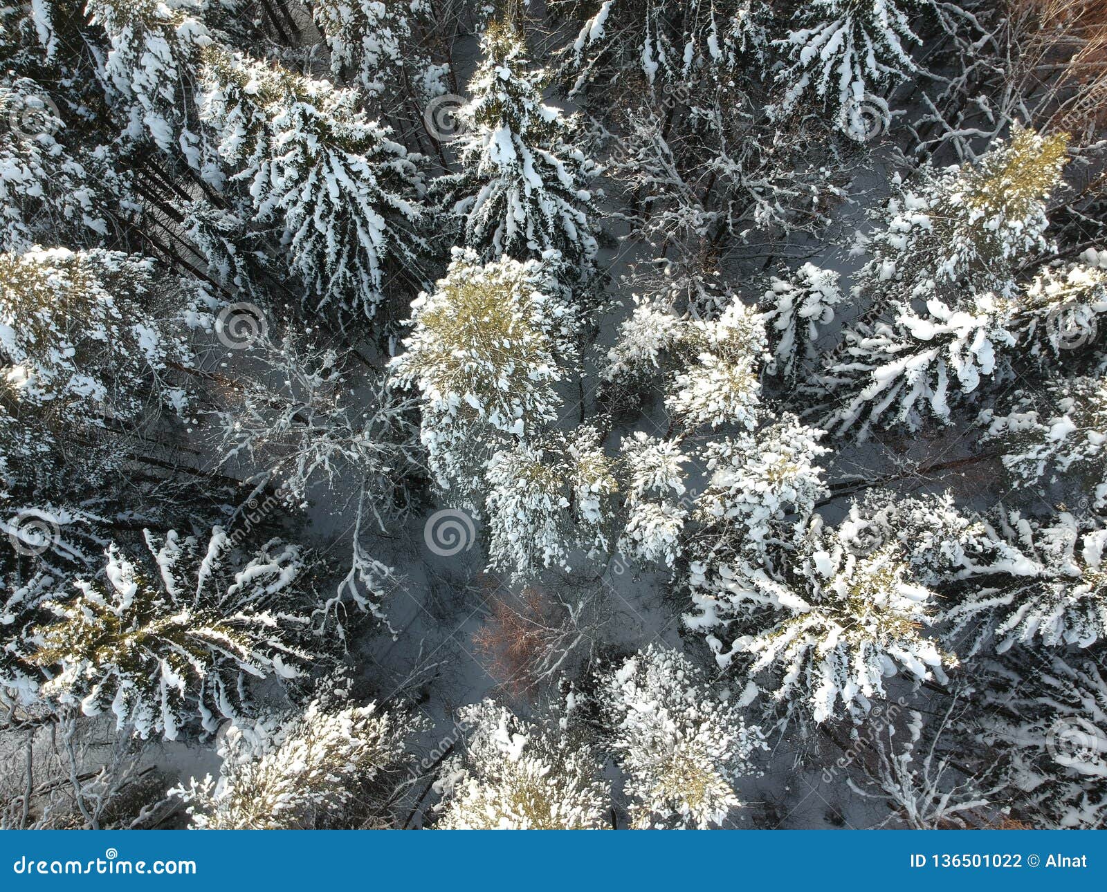 Winter Forest on a Cold Sunny Day Stock Photo - Image of winter ...