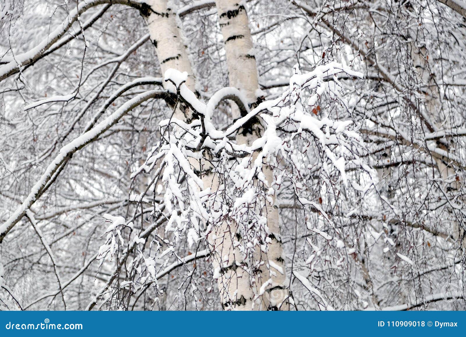 Winter Forest Covered with Clean White Snow with Birch Tree with Snowy ...