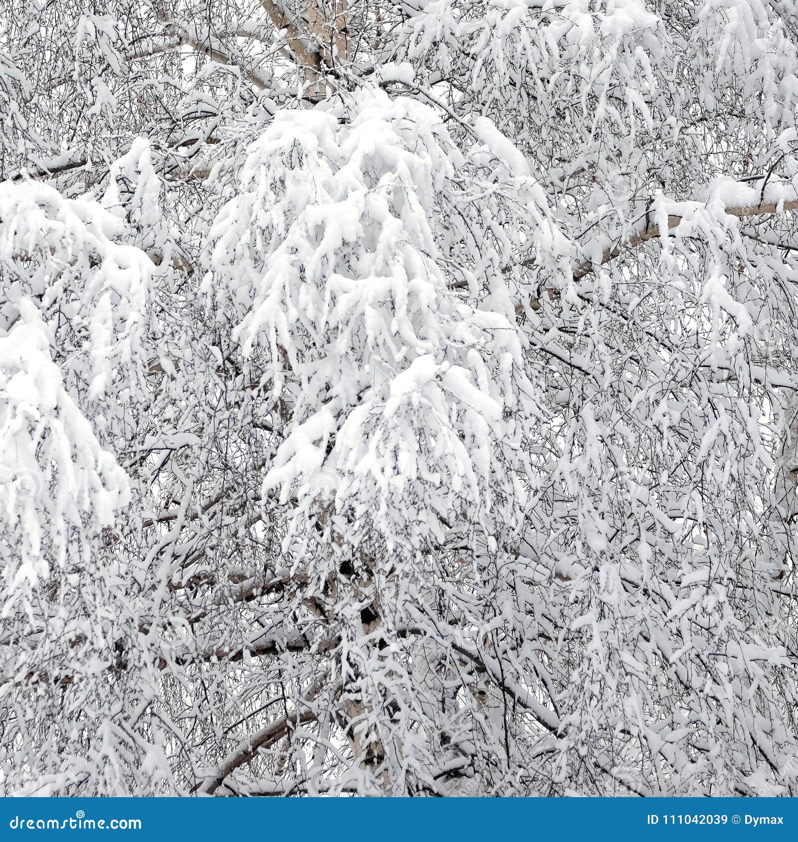 Winter Forest Covered with Clean White Snow with Birch Tree with Snowy ...