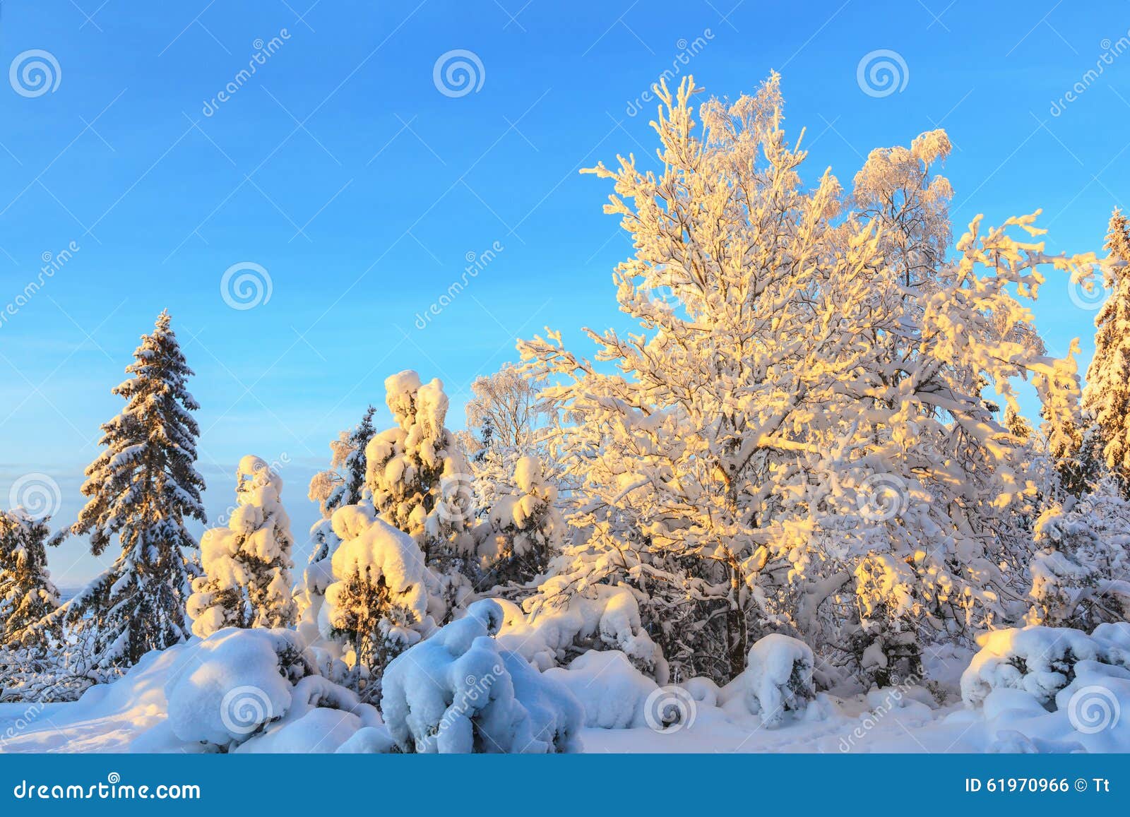 Winter forest at dawn stock photo. Image of morning, covered - 61970966