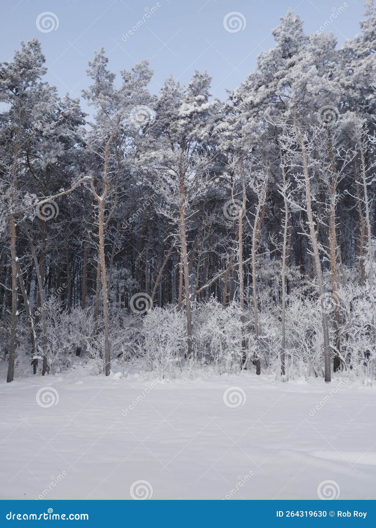 Winter forest day stock photo. Image of plant, snow - 264319630