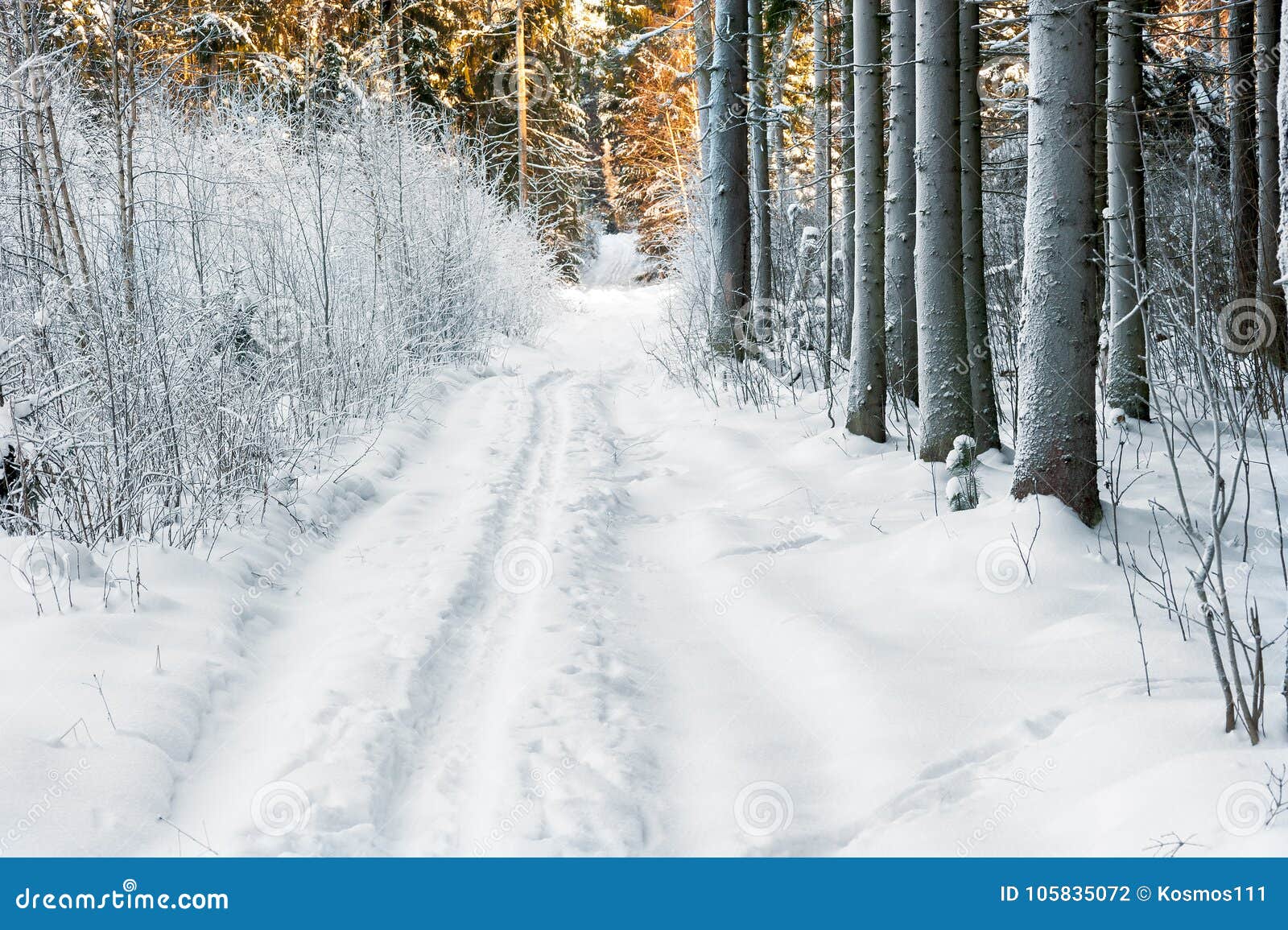 Winter Forest in December, Trees Covered with Snow Stock Photo - Image ...