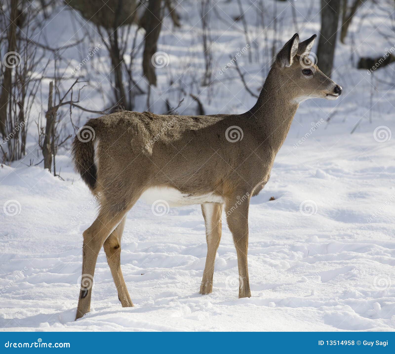 Winter forest doe stock photo. Image of female, winter - 13514958