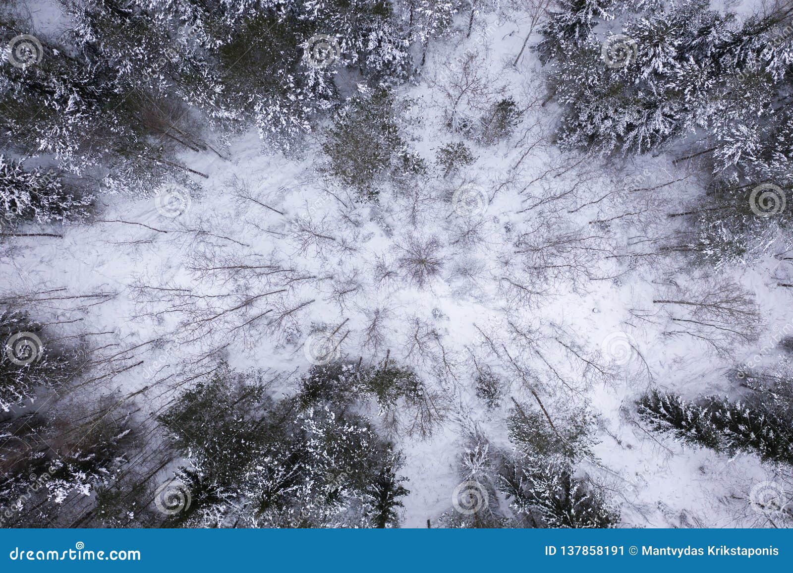 Winter Forest from Drone Point of View Stock Image - Image of scene ...