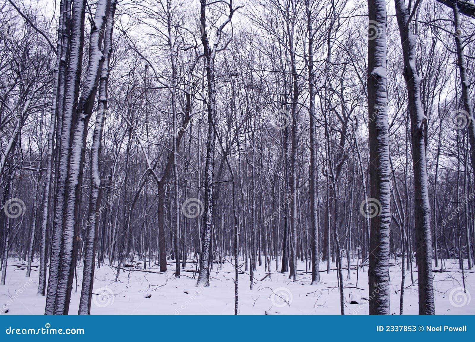 Winter forest Edge stock image. Image of snow, peace, nature - 2337853