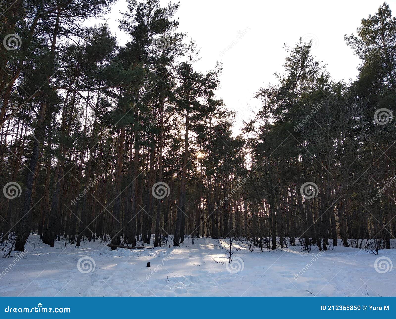 Winter Forest in the Evening Stock Photo - Image of sunlight, spruce ...