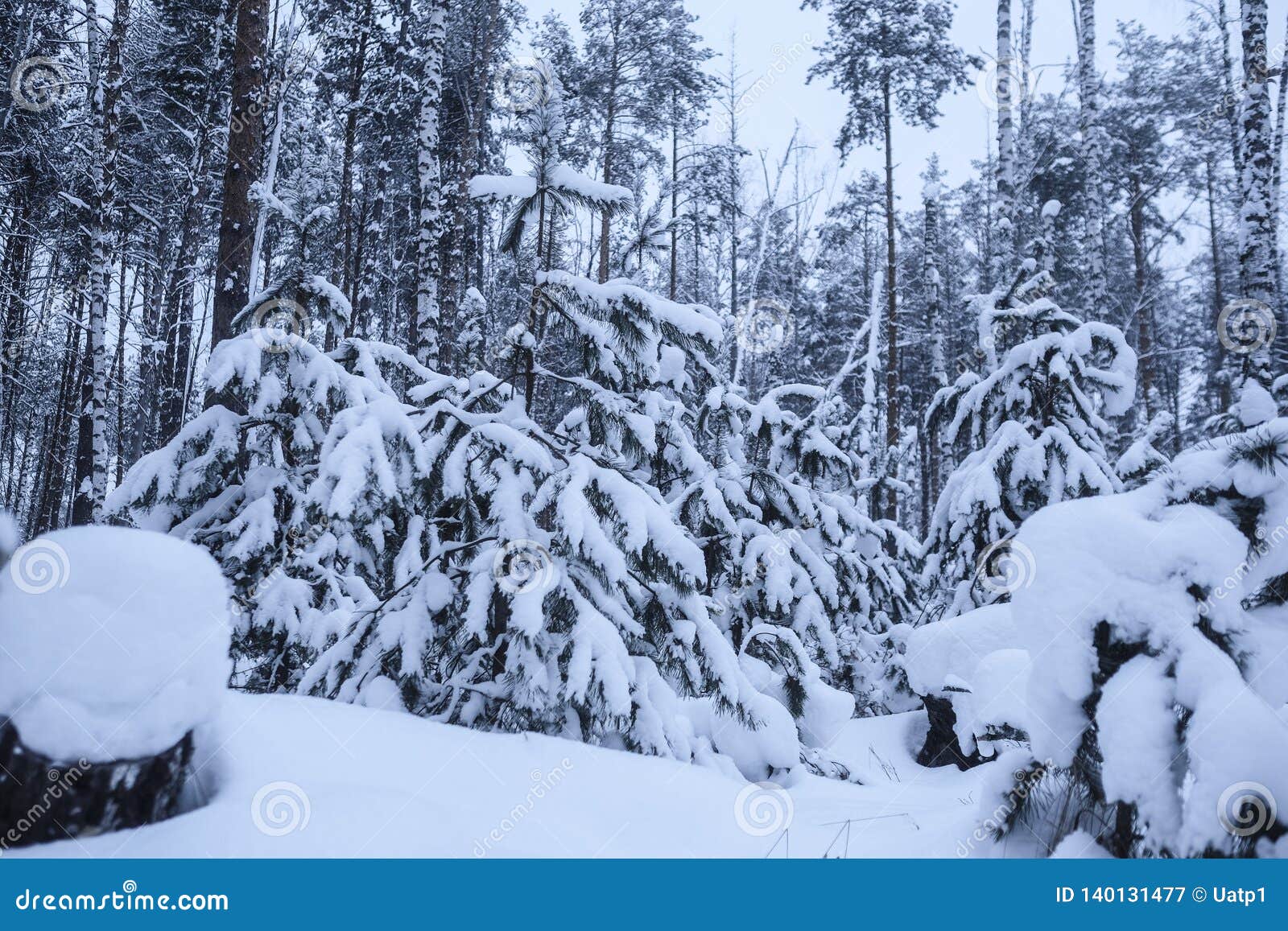 Winter Forest in the Evening Stock Image - Image of evening, pine ...