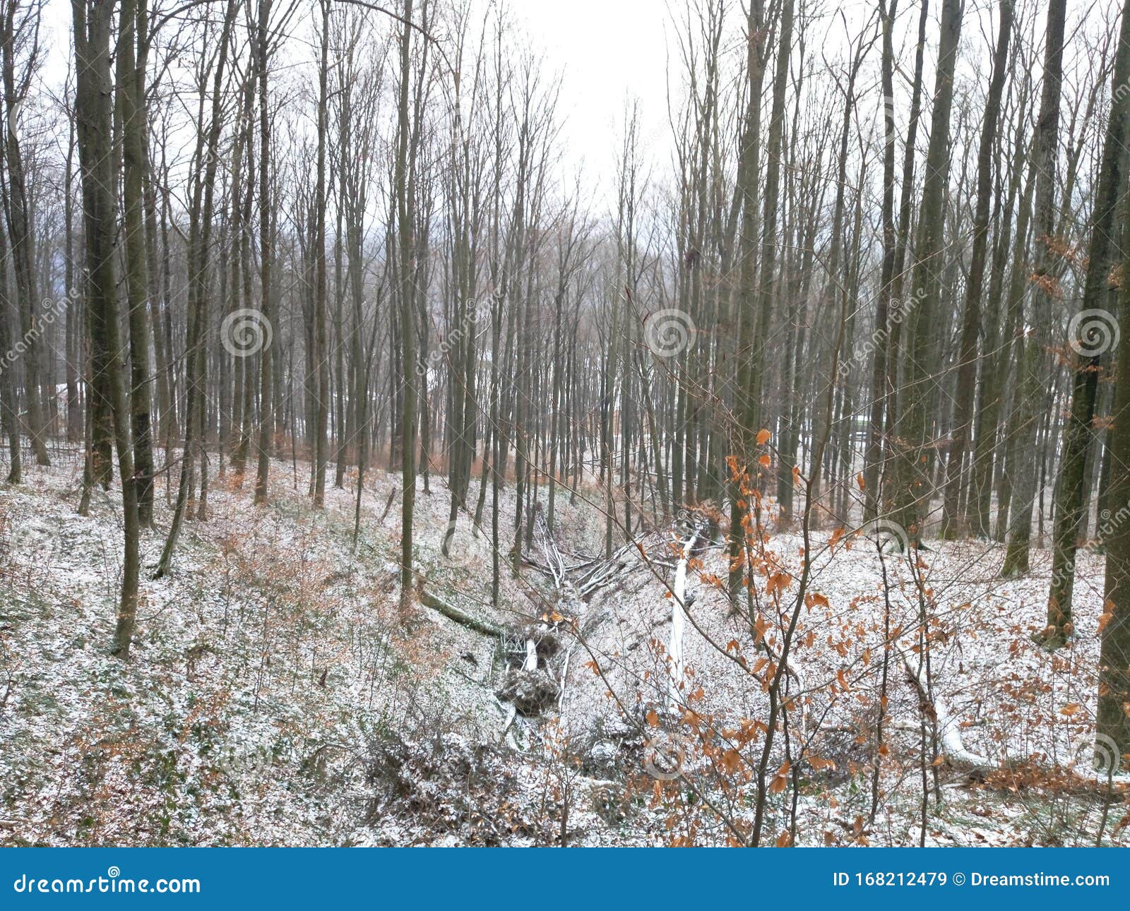 Winter Forest with Fallen Large Trees Stock Image - Image of small ...