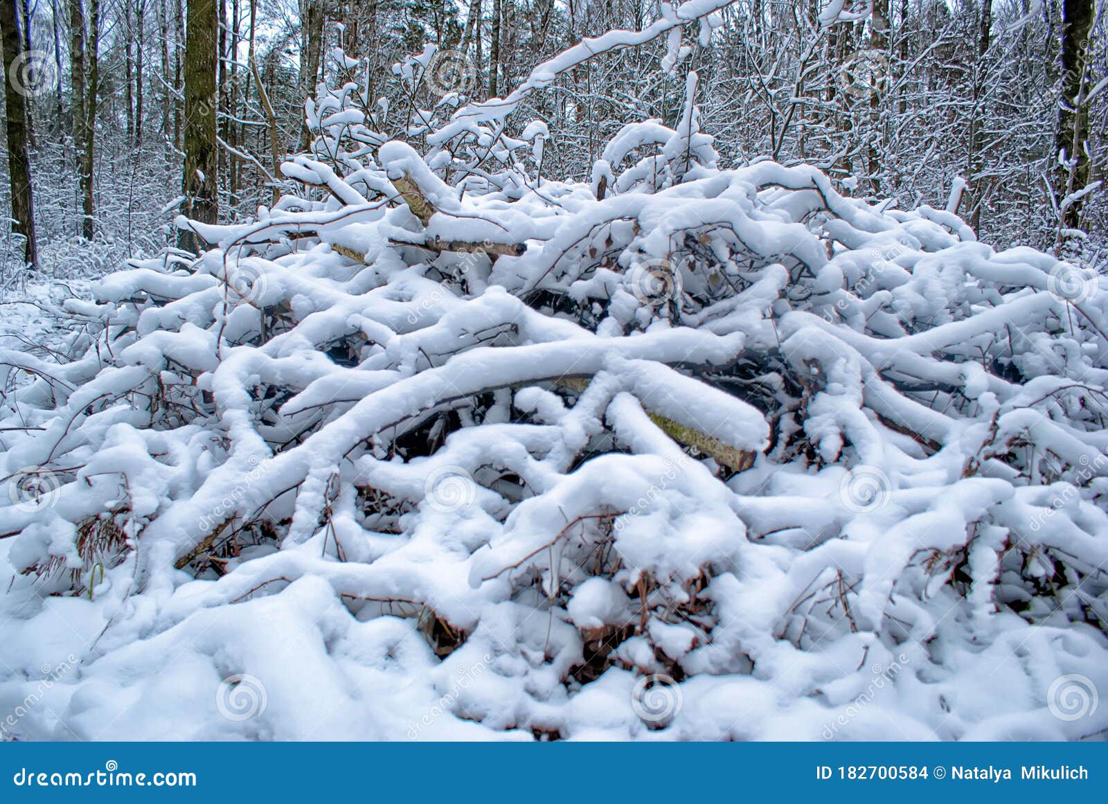 Winter Forest with Fallen Trees Under the Snow. an Impassable Slope in ...