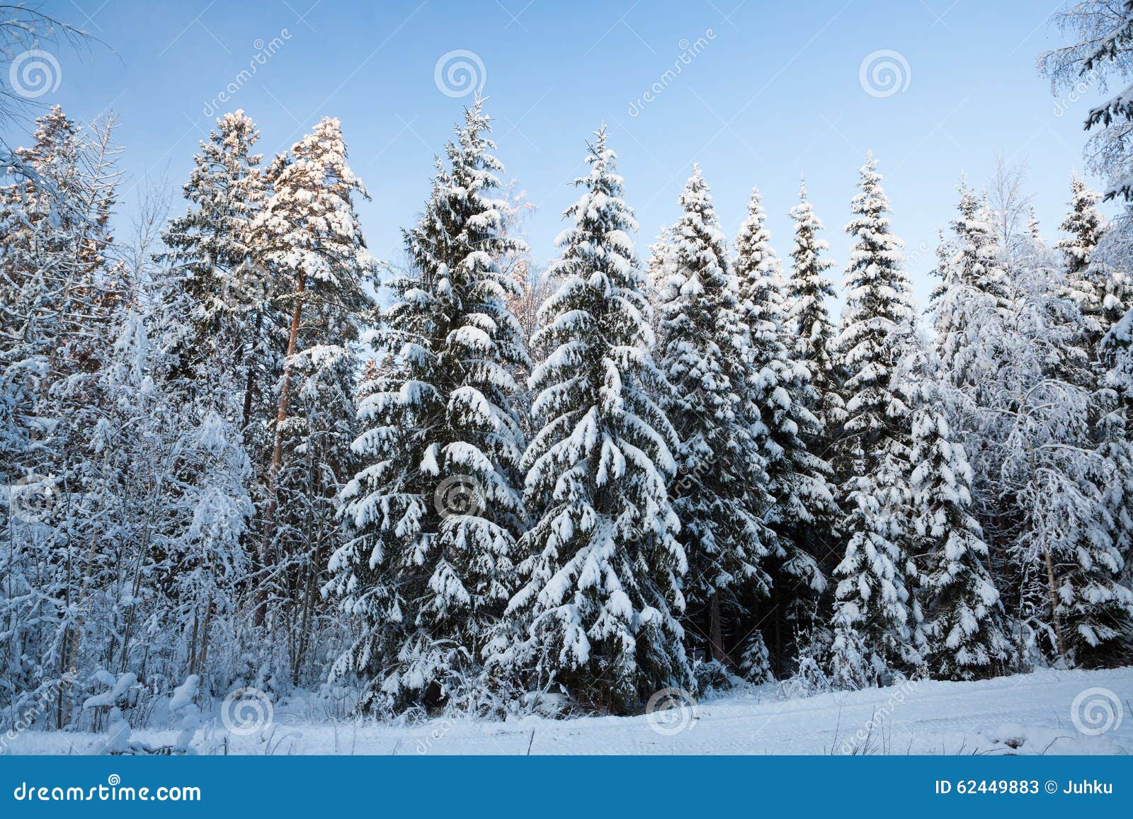 2,596 Winter Dusk Spruce Stock Photos - Free & Royalty-Free Stock Photos from Dreamstime