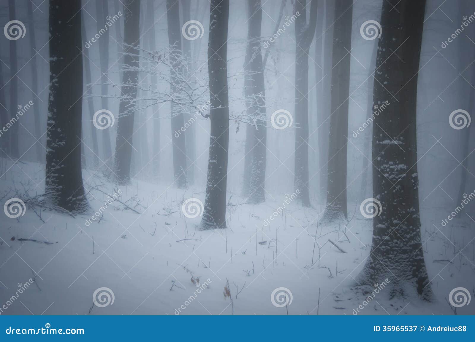 Winter in a Forest with Fog and Frost on Trees Stock Image - Image of ...