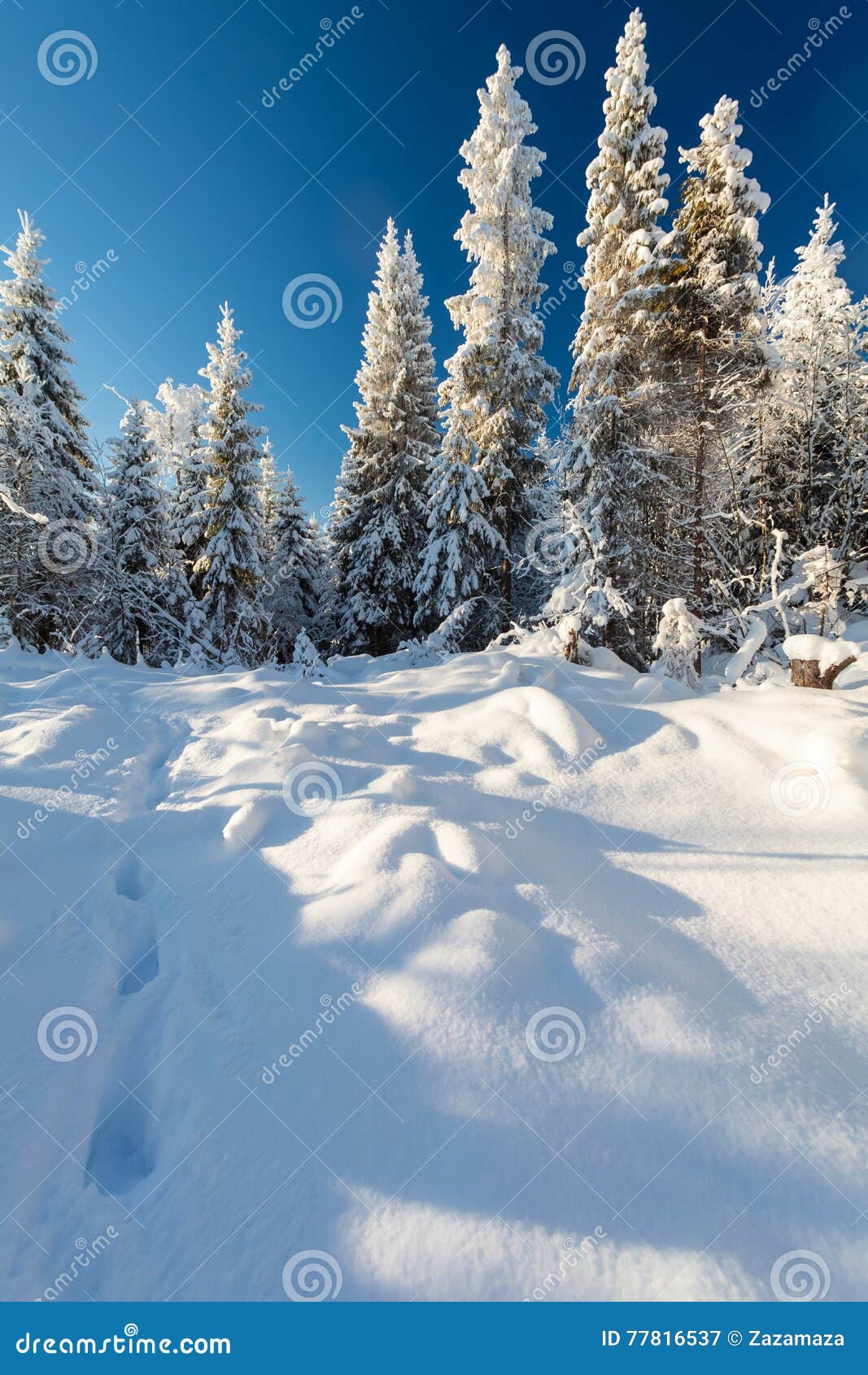 Winter Forest and Footsteps on the Deep Snow on Frosty Sunny Day Stock ...