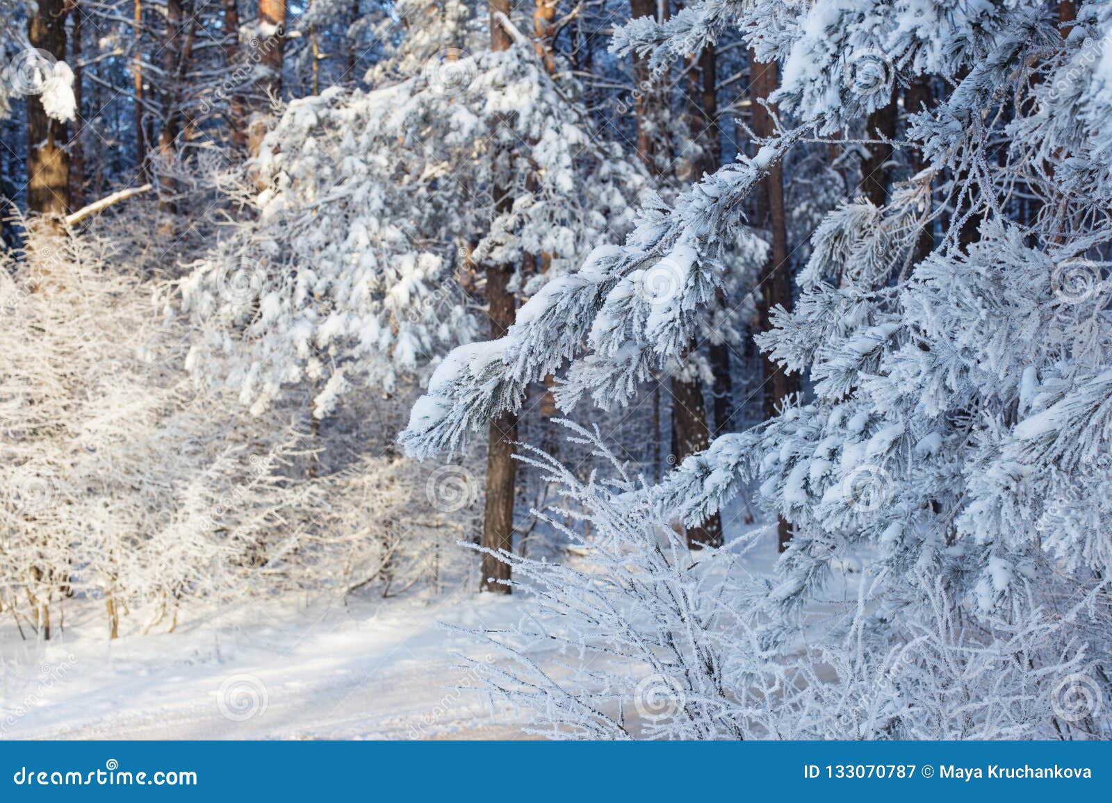 Winter forest with frost stock image. Image of light - 133070787