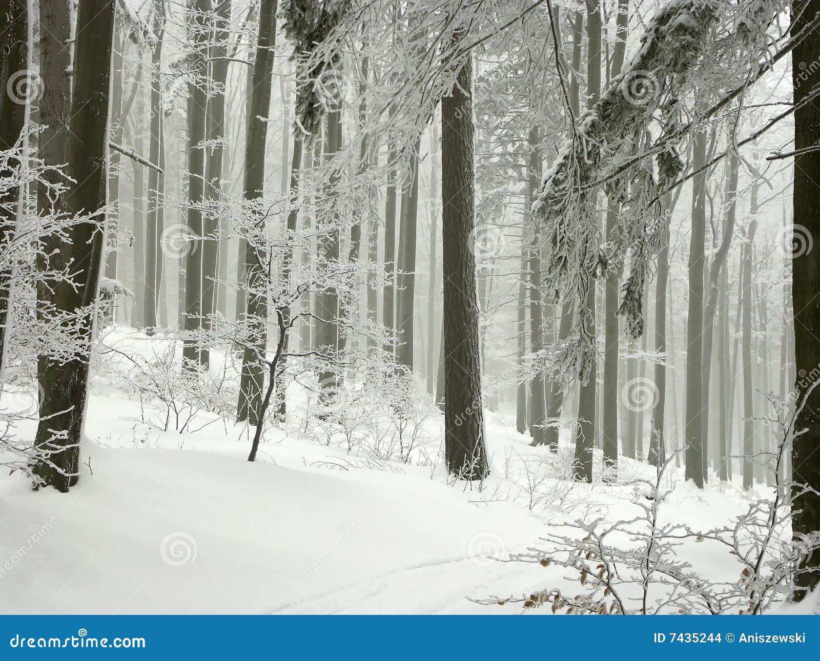 Winter Forest with Frost Covered Trees Stock Photo - Image of light ...