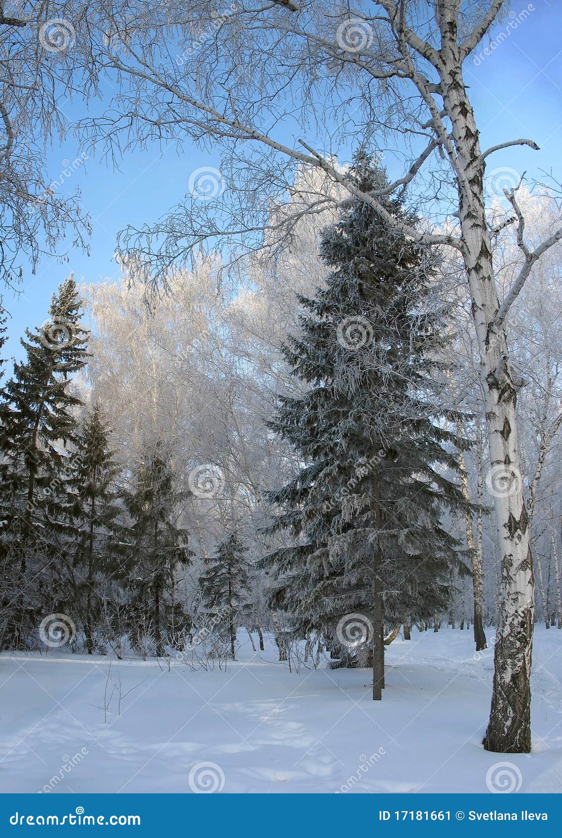 Winter Forest. Frosty Trees Stock Image - Image of frosty, forest: 17181661